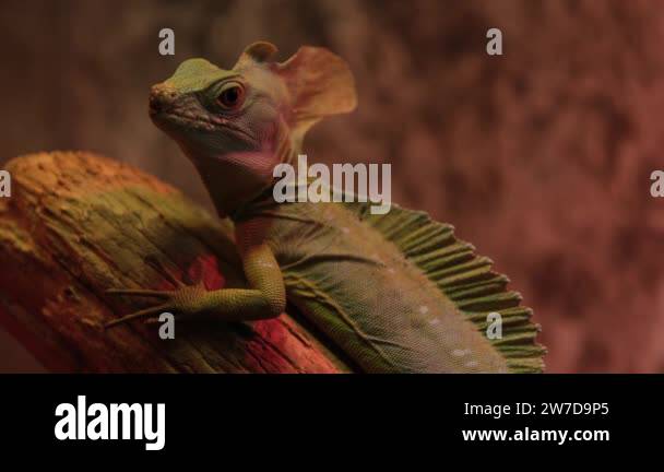 Legendary fauna Stock Videos & Footage - HD and 4K Video Clips - Alamy