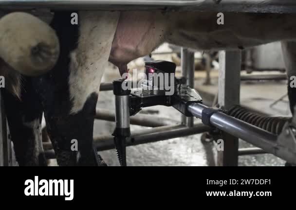 A red laser robot scans the udder of a cow to pump or suck milk ...
