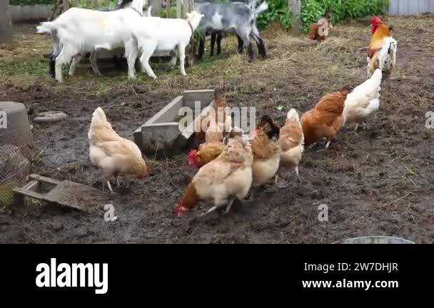 Goat and free range chicken on organic animal farm freely grazing in ...