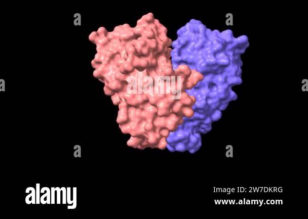 Estrogen receptor beta dimer in complex with estradiol (orange red ...