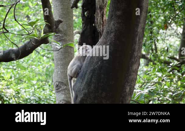 A monkey search food at the trunk of mangrove tree at Sungai Perai ...