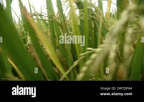 Walking beans Stock Videos & Footage - HD and 4K Video Clips - Alamy
