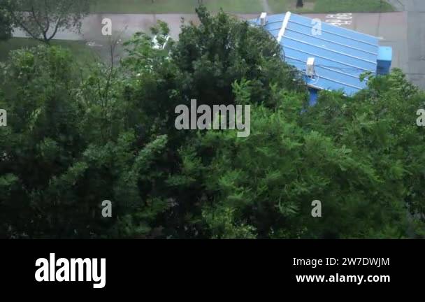 Catastrophic hurricane. Trees during storm, hurricane. Rain storm ...