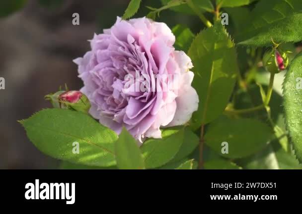 Kordes shrub rose Stock Videos & Footage - HD and 4K Video Clips - Alamy