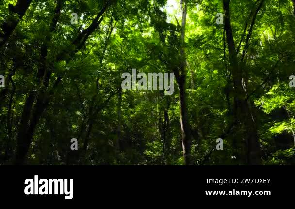 Bilar forest Stock Videos & Footage - HD and 4K Video Clips - Alamy
