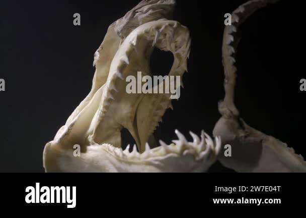 Shark bone Stock Videos & Footage - HD and 4K Video Clips - Alamy