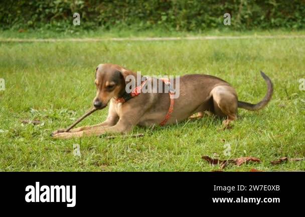 Thin log Stock Videos & Footage - HD and 4K Video Clips - Alamy