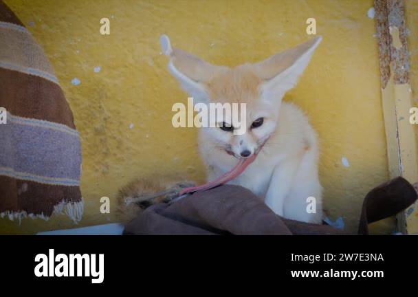 Fox egypt Stock Videos & Footage - HD and 4K Video Clips - Alamy