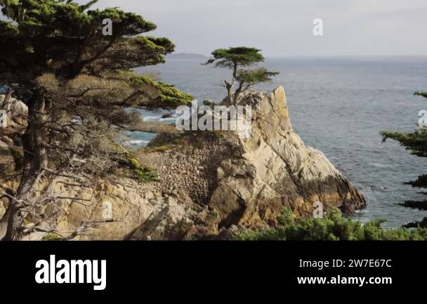 Monterey pine tree Stock Videos & Footage - HD and 4K Video Clips - Alamy