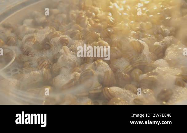 The modern method of snail extraction of mucin. Snails in cosmetology ...