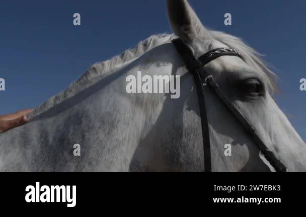 Horse mane forelock Stock Videos & Footage - HD and 4K Video Clips - Alamy