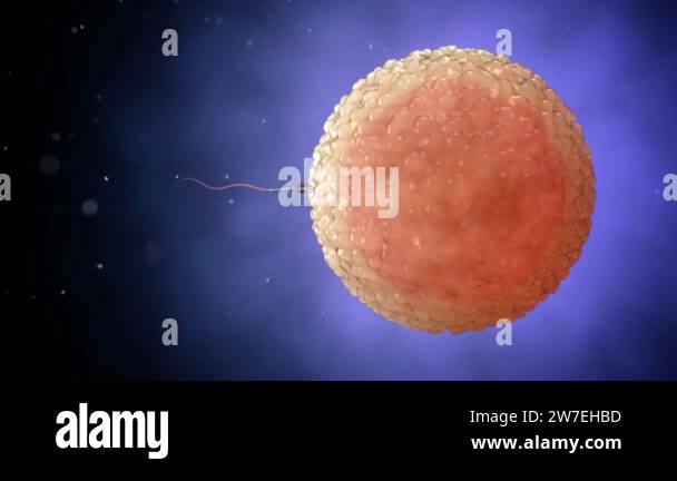 Sperm, spermatozoons swimming around a human egg cell. Fertilization 3d ...