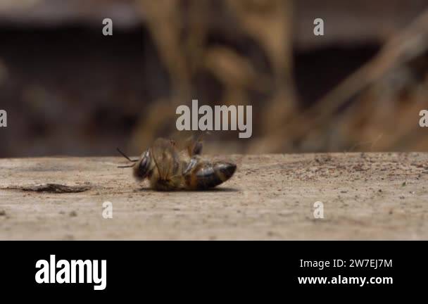 The bee is dying. The death of honey bees and environmental pollution ...