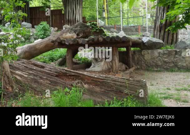 Bengal tiger, Panthera tigris tigris or Panthera tigris bengalensis ...