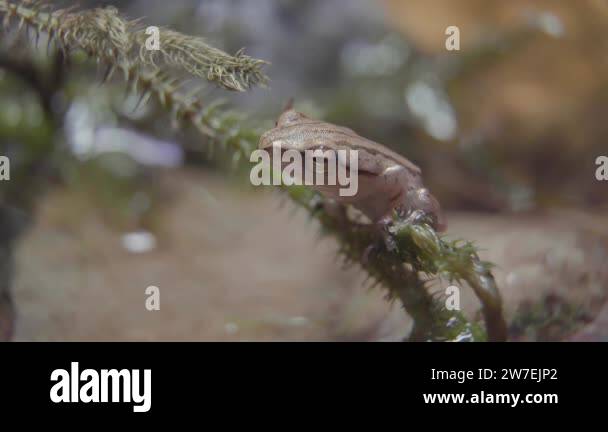 Common Tree Frog (Polypedates leucomystax) also known as four-lined ...