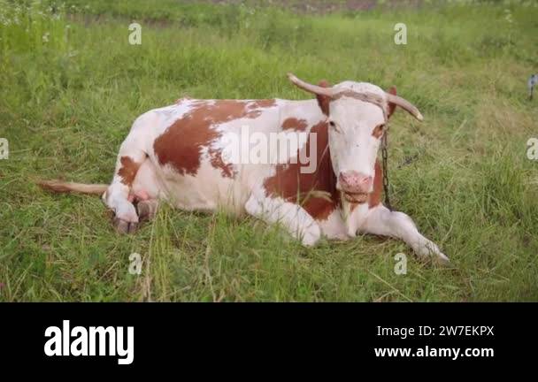 Cow with two horns Stock Videos & Footage - HD and 4K Video Clips - Alamy