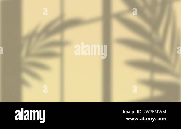 Animation of window frame and plant leaf shadows moving on cream wall ...