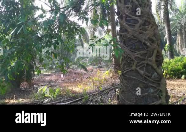 ficus microcarpa root crawling around the palm trunk Stock Video ...