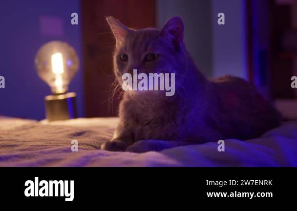 Calm cute grey cat relaxing on bed at home, Holidays cozy atmosphere ...