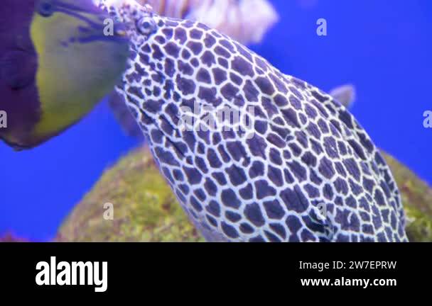 Moray eel blue spotted in the aquarium. Demonstration of underwater ...