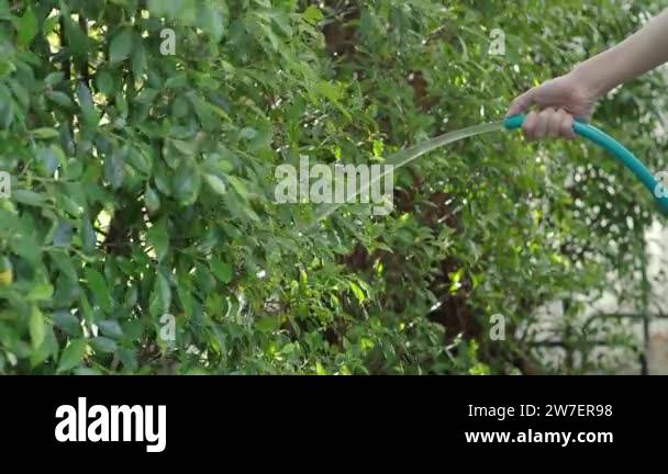 Watering a tree. Woman gardener with hose for watering the plants and ...