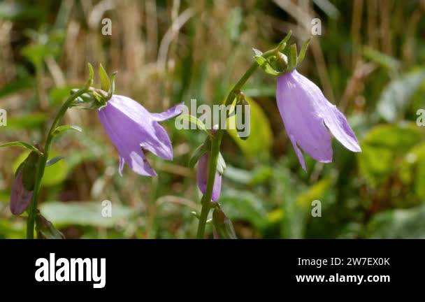 Campanula latifolia in garden. Giant bellflower, species of bellflower ...