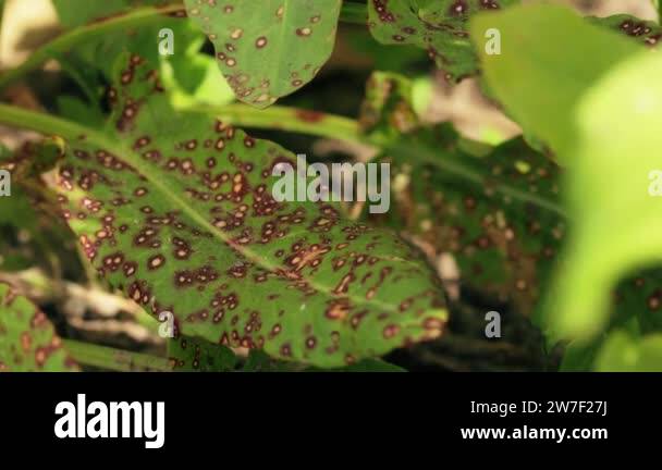 Common garden fungi Stock Videos & Footage - HD and 4K Video Clips - Alamy