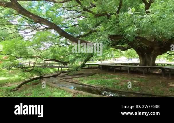 Monkey pod tree monkey pod Stock Videos & Footage - HD and 4K Video ...