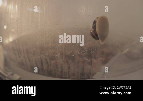 Extraction of mucin from snails. The modern method of snail extraction ...