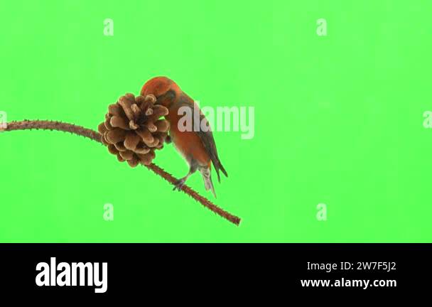 male of the red beak moves along the branch and pecks the cone of the ...