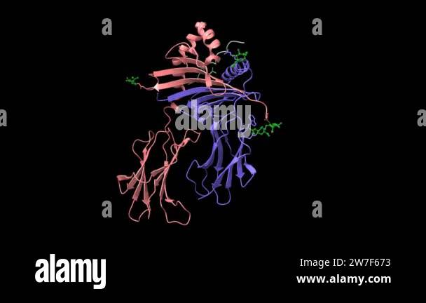 Structure of immune receptor HLA-DRB1 with vimentin bound, animated 3D ...