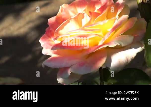 Rosa play rose Stock Videos & Footage - HD and 4K Video Clips - Alamy