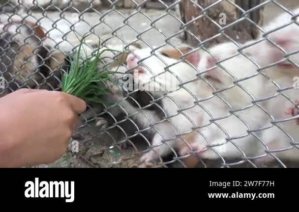 Kid in Zoo Park, Girl Feeding Guinea Pigs, Child Love Nursing Animals ...
