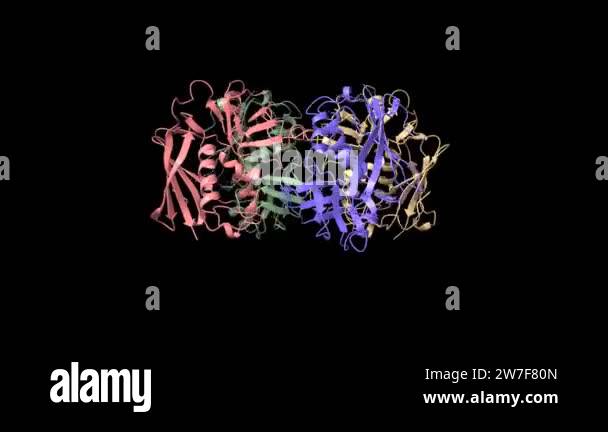 Structure of streptococcal pyrogenic exotoxin A1, animated 3D cartoon ...