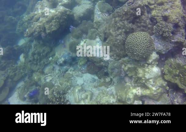Coral triangle bleaching climate change Stock Videos & Footage - HD and ...