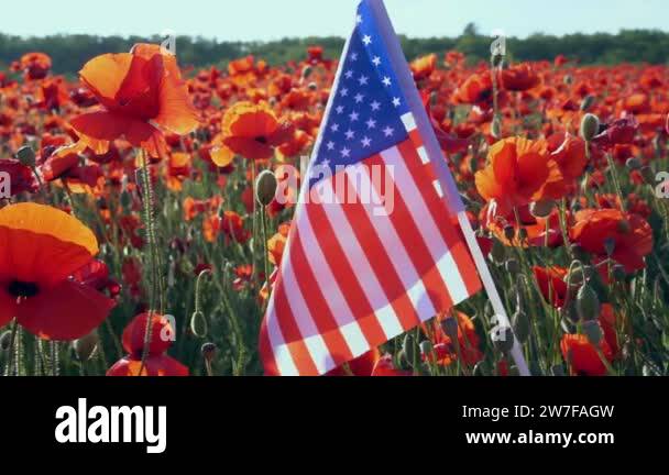 American legion poppy poppies Stock Videos & Footage - HD and 4K Video ...