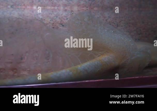 The albino royal yellow python changes skin. The Pythonidae is a family ...