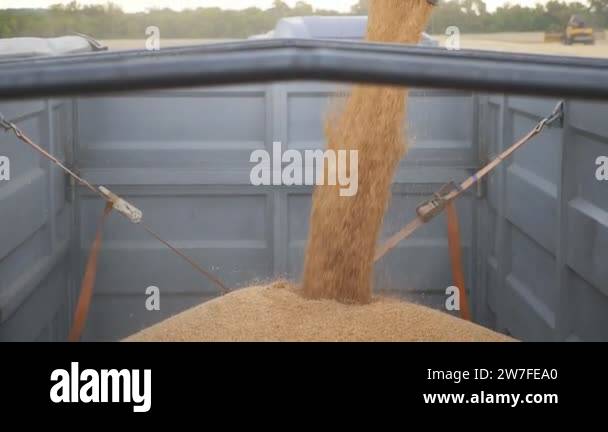 Combine loading wheat grains in truck. Close up pouring of fresh rye ...