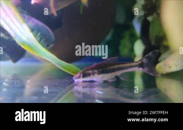 Dwarf catfish Stock Videos & Footage - HD and 4K Video Clips - Alamy