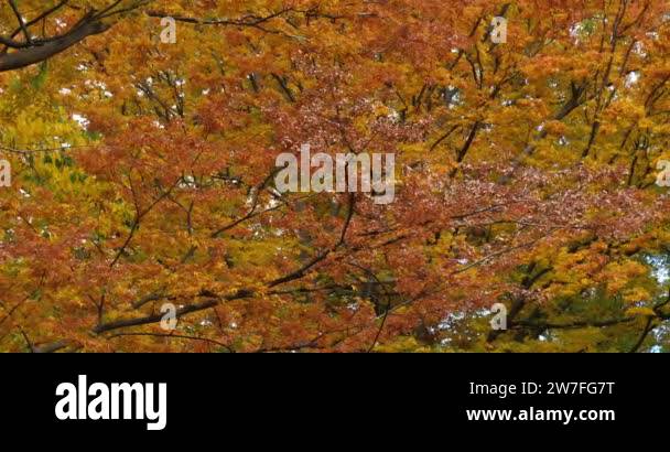 Japanese zelkova known as Japanese elm or keyaki and Maclura pomifera ...