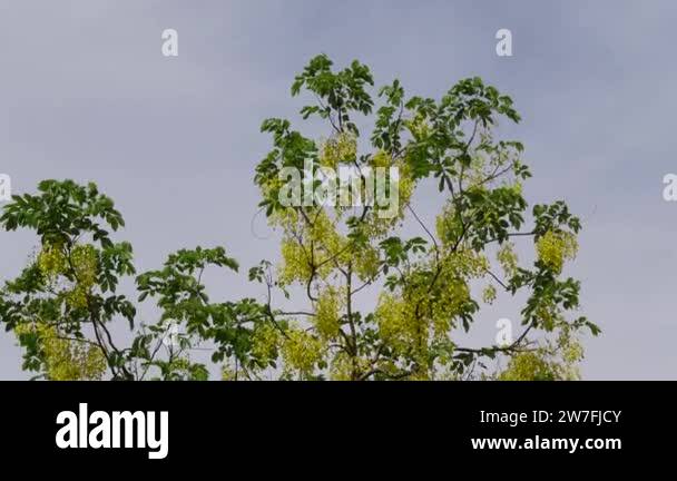 Cassia fistula, known as the golden rain tree, canafistula, and in ...