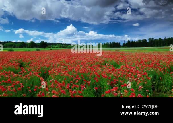 Opium plantation, Flight of the camera over the field with poppies.Drug ...