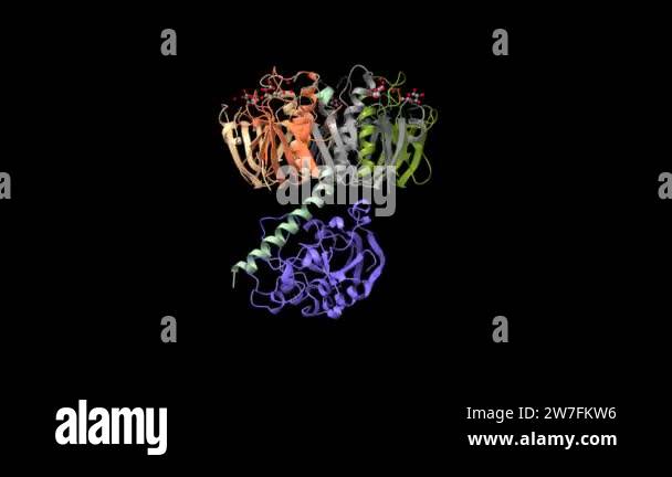 Crystal Structure Of E Coli Heat Labile Enterotoxin With Bound Galactose Animated 3d Cartoon