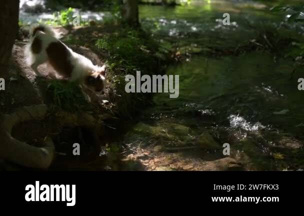 Dog fear water Stock Videos & Footage - HD and 4K Video Clips - Alamy
