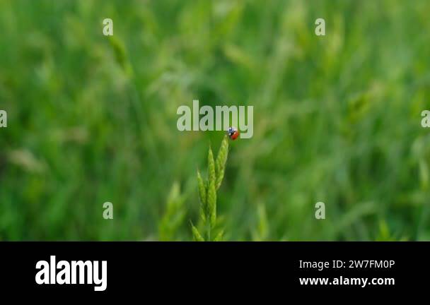 Natural habitat for insects Stock Videos & Footage - HD and 4K Video ...