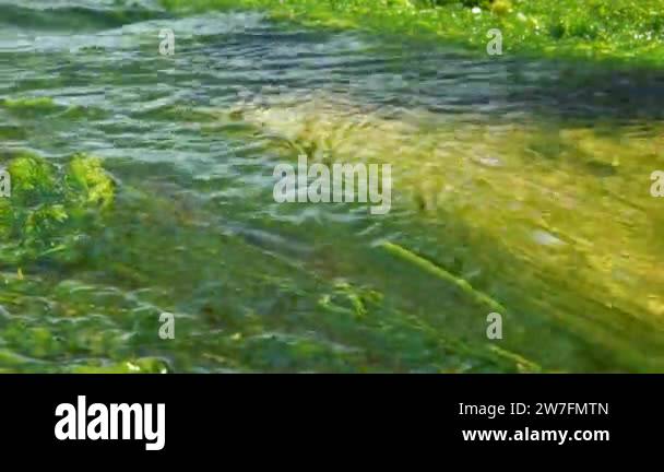 Enteromorpha, green algae in fast flowing water from a salt spring on ...