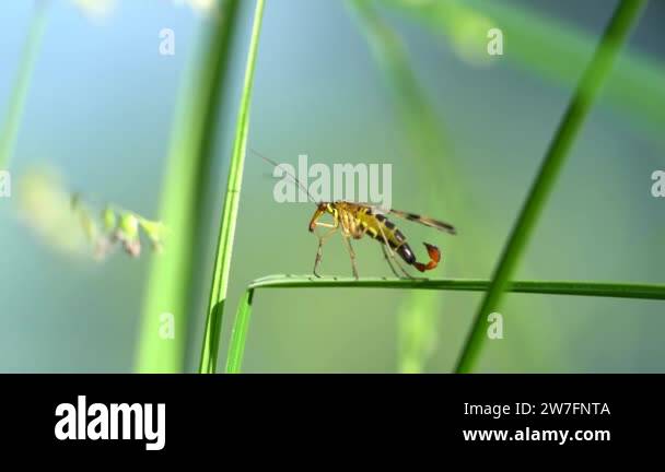 Scorpion fly insect predator Stock Videos & Footage - HD and 4K Video ...