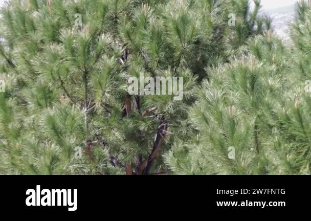 Pine trees swaying in a windy summer day. The movement of branches of ...