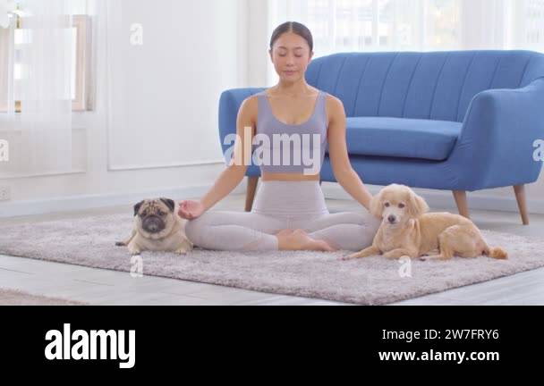 Beautiful Asian woman practice yoga lotus pose with dog pug breed and ...