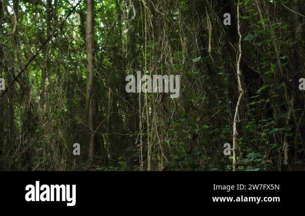 Wild old rainforest overgrown with climbing plants. Ivy vines close up ...